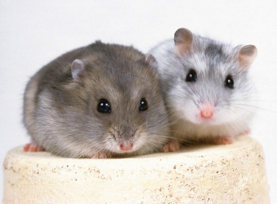 Hamsters, Mice & Gerbils - Providing the Right Home for your Pets